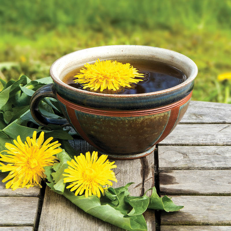 Foraging Recipes: Get Foraging and Try These Delicious Recipes