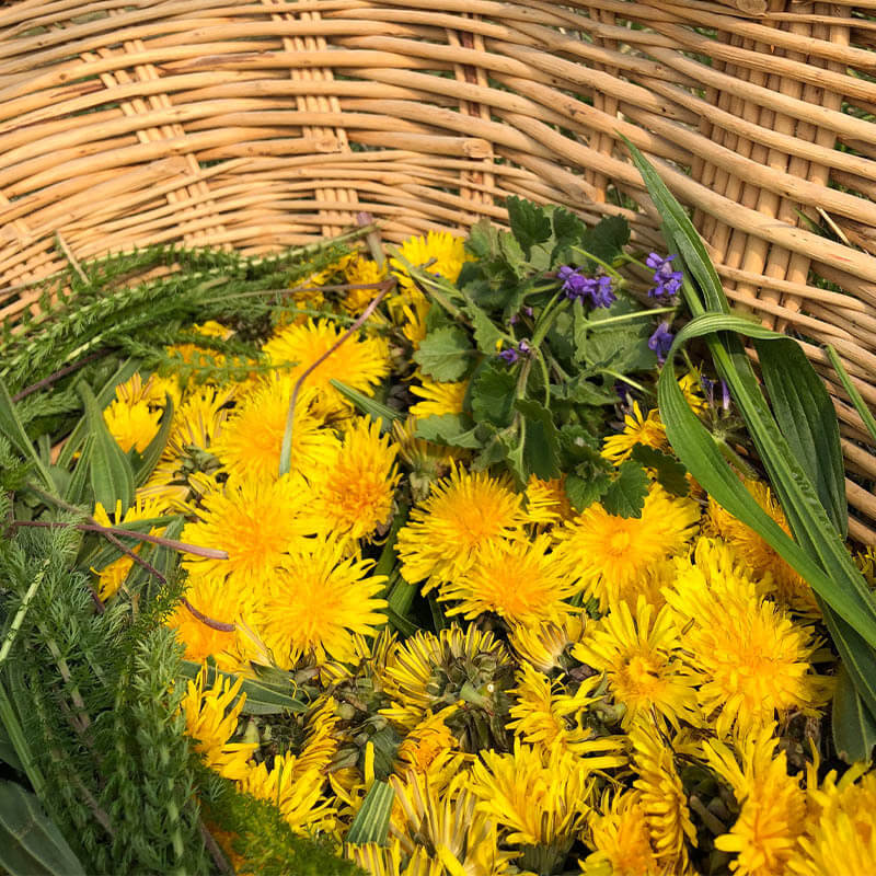 Foraging Recipes: Get Foraging and Try These Delicious Recipes