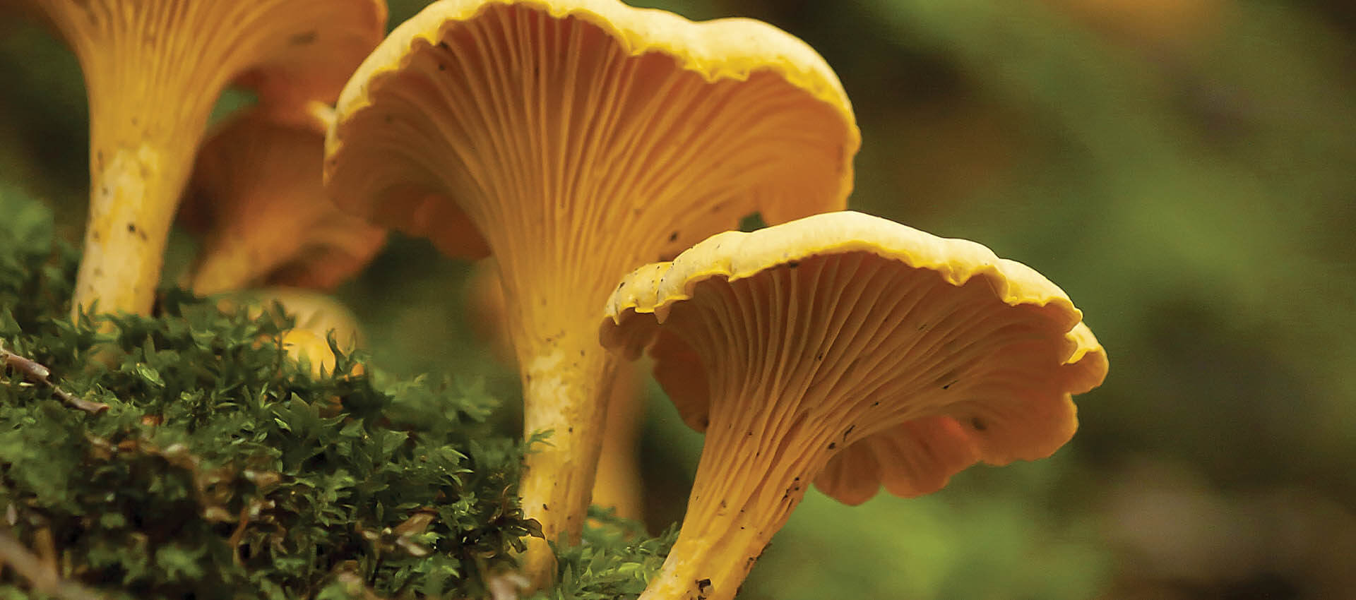 Foraging Recipes: Get Foraging and Try These Delicious Recipes